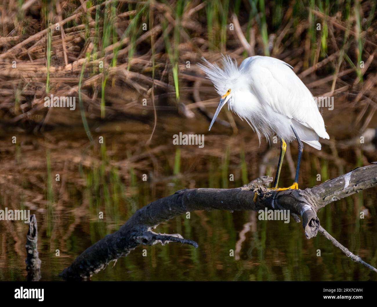 A beautiful Snowy Egret stands on a partially submerged log in a south ...