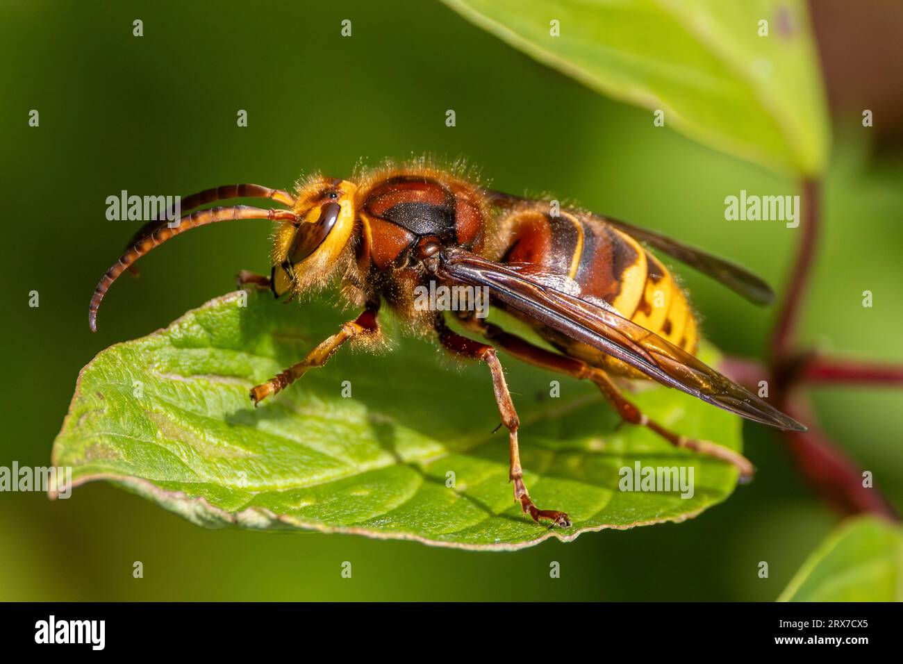 Queen hornet hi-res stock photography and images - Alamy
