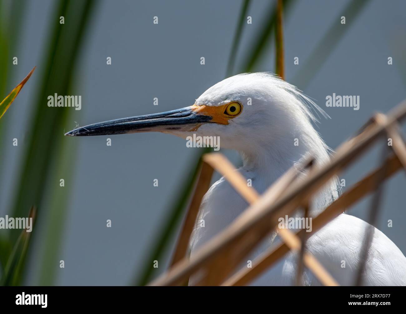 Egret in wetland habitat hi-res stock photography and images - Alamy