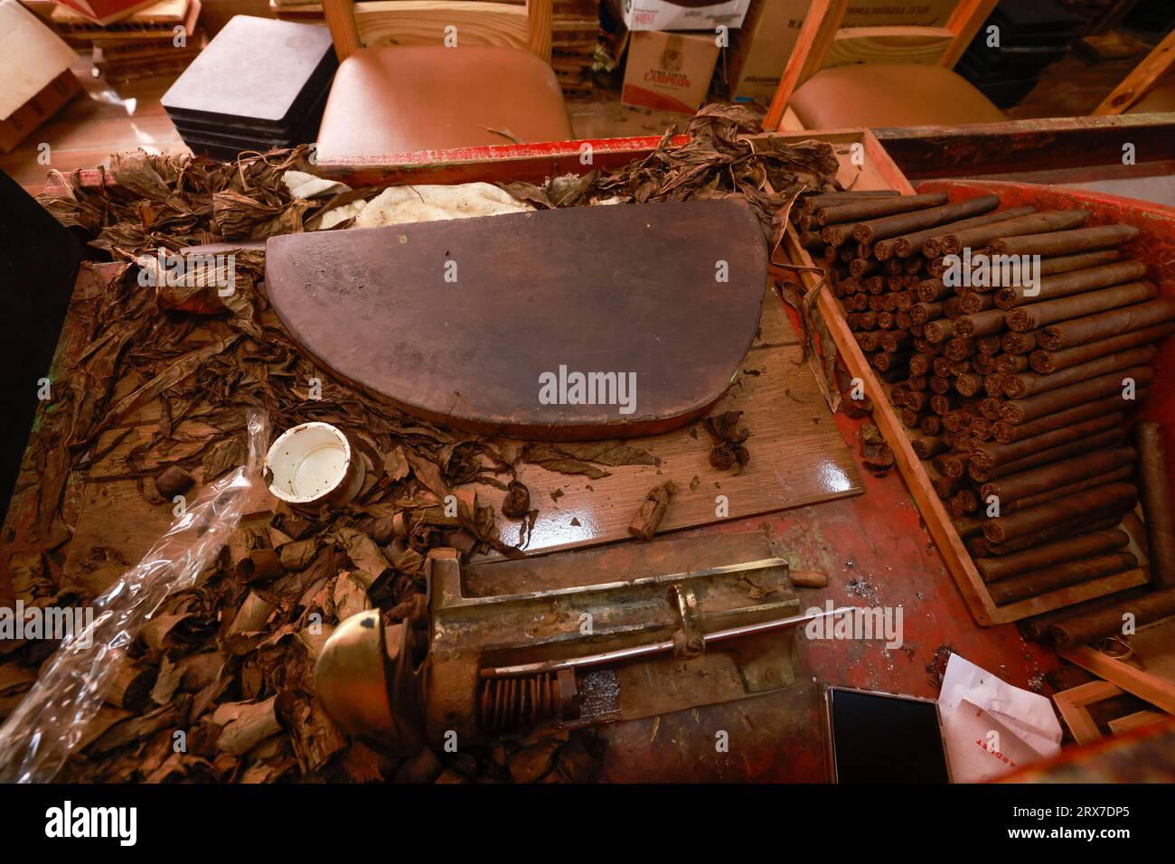 Process of making traditional cigars from tobacco leaves with hands ...