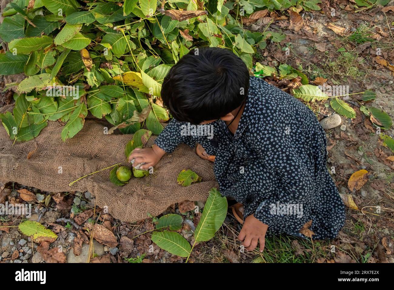 Srinagar, India. 23rd Sep, 2023. A Kashmiri child breaks the green husk ...