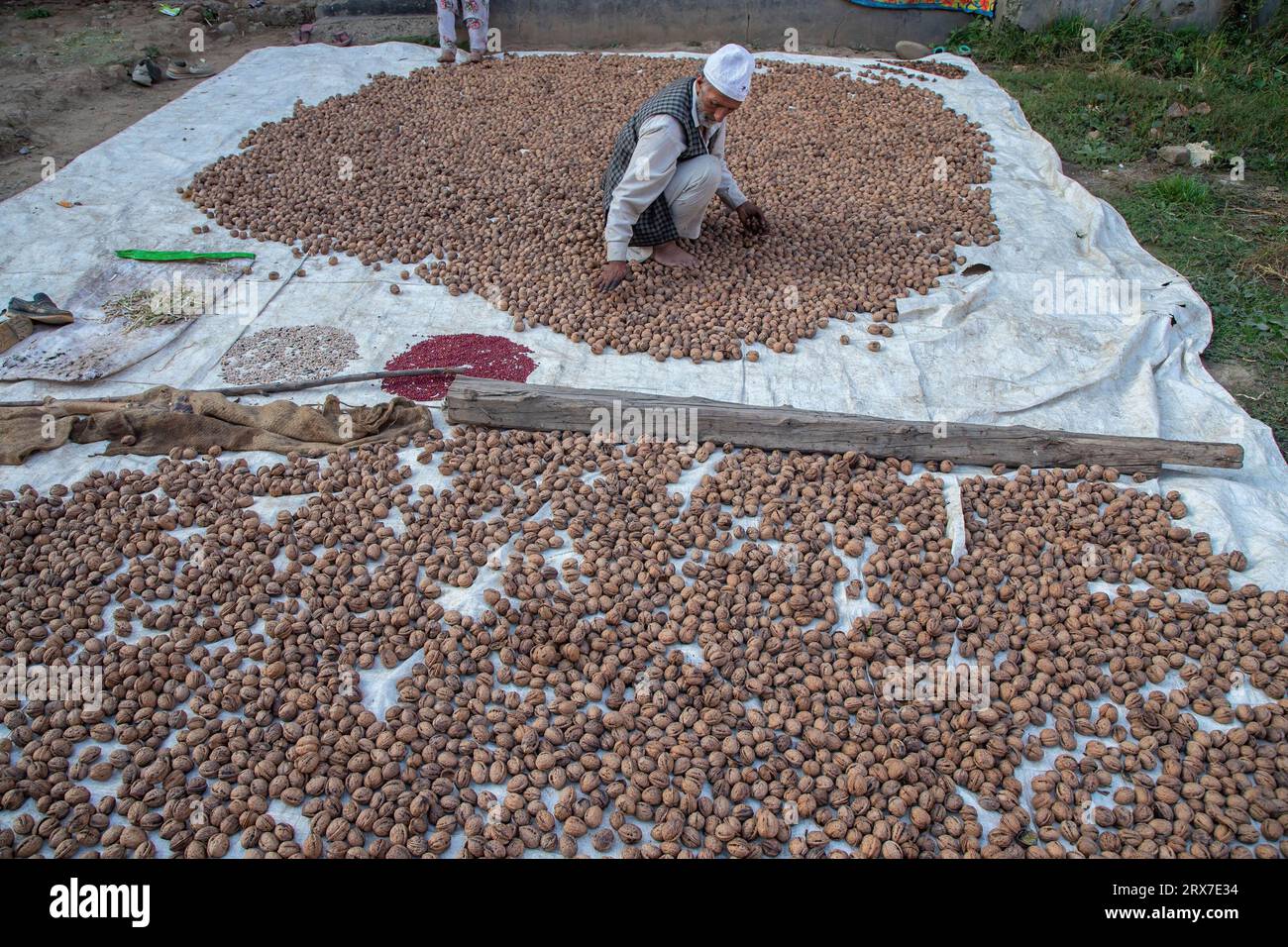 Srinagar, India. 23rd Sep, 2023. A Kashmiri farmer dries walnuts at the ...