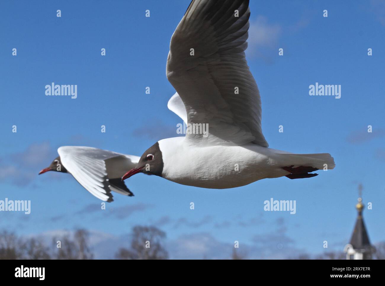 That Look Like Seagulls Birds In Flight