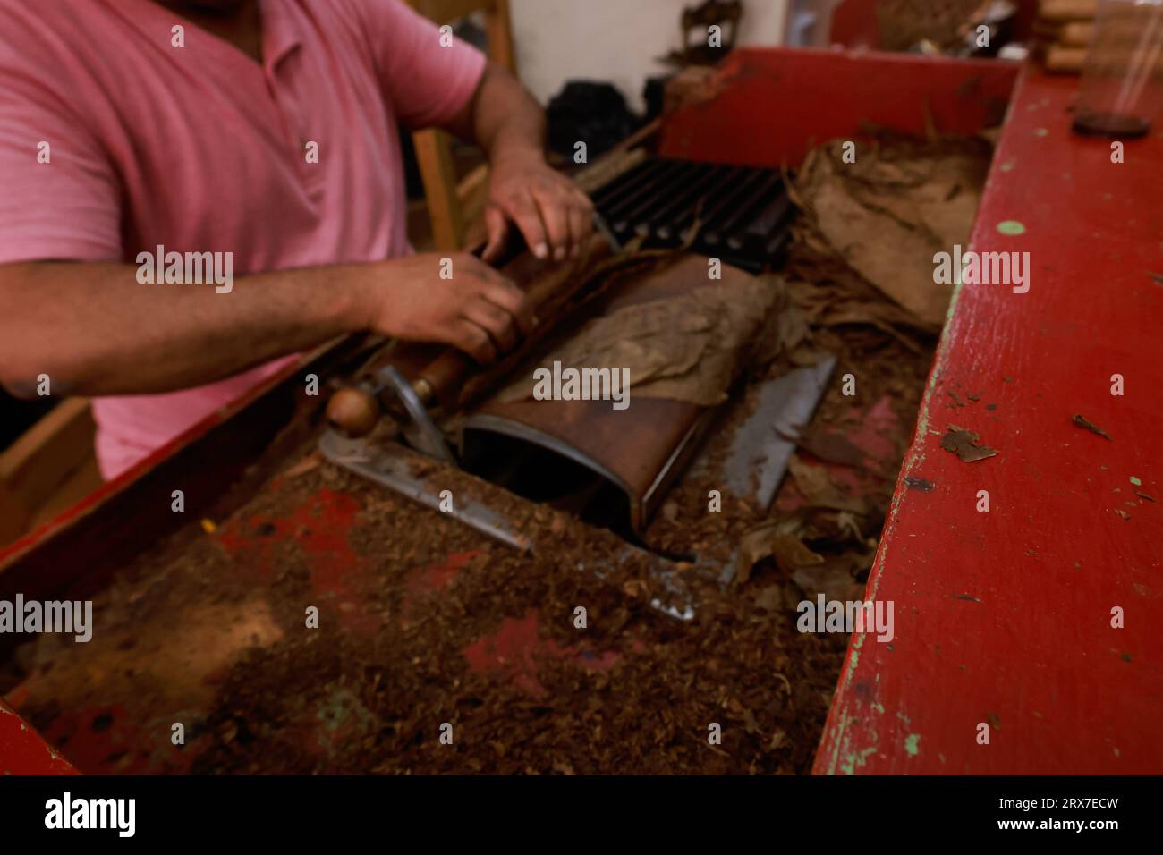 Process of making traditional cigars from tobacco leaves with hands ...
