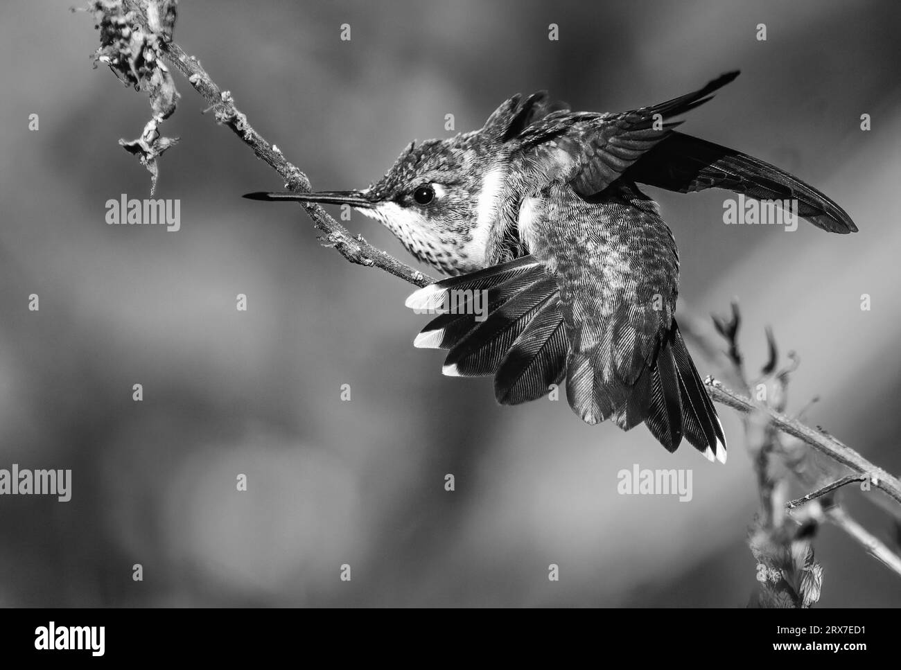 Hummingbird Black And White Photography