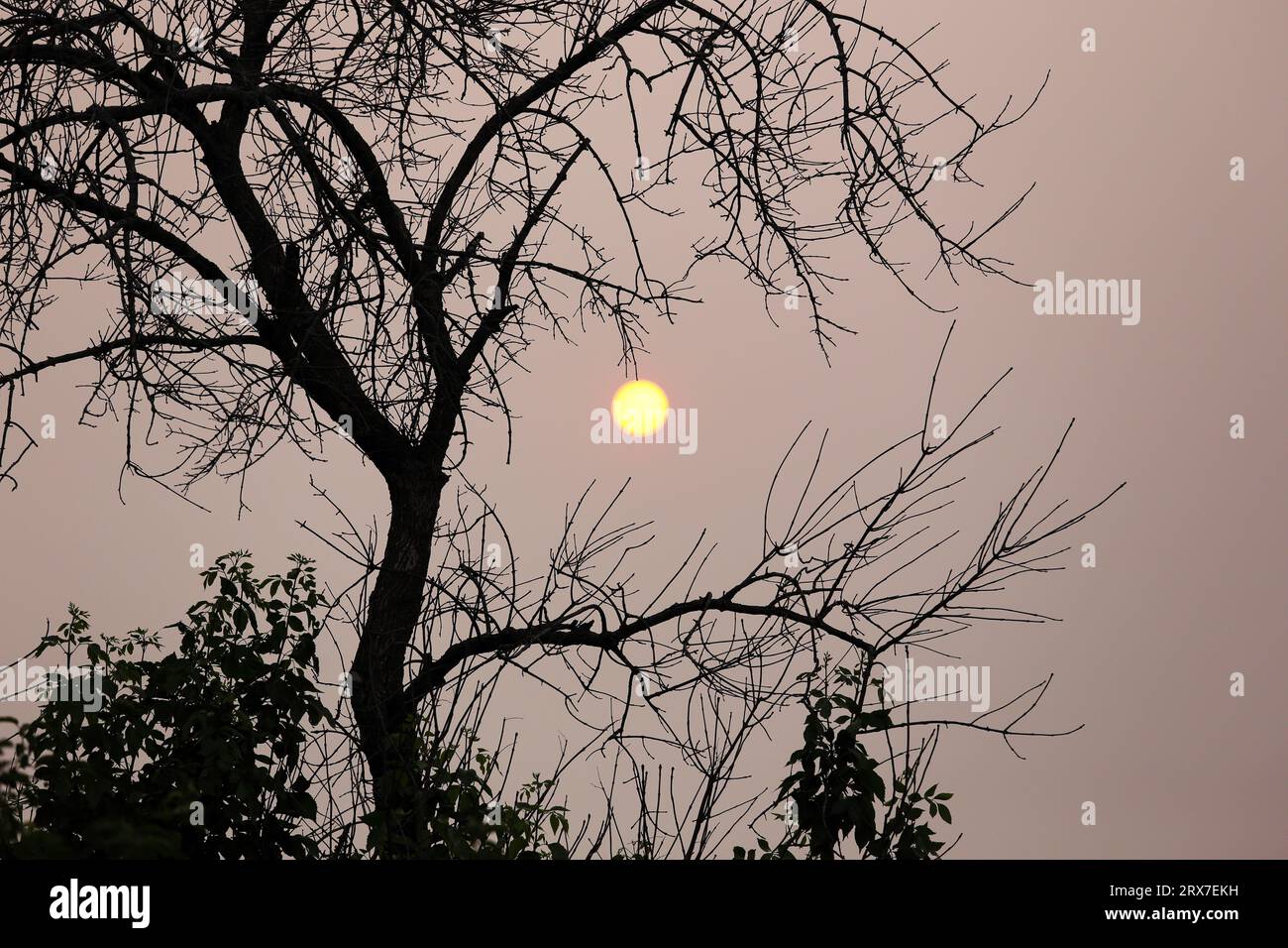 Smoke covered sun during wildfires over Nova Scotia Stock Photo - Alamy