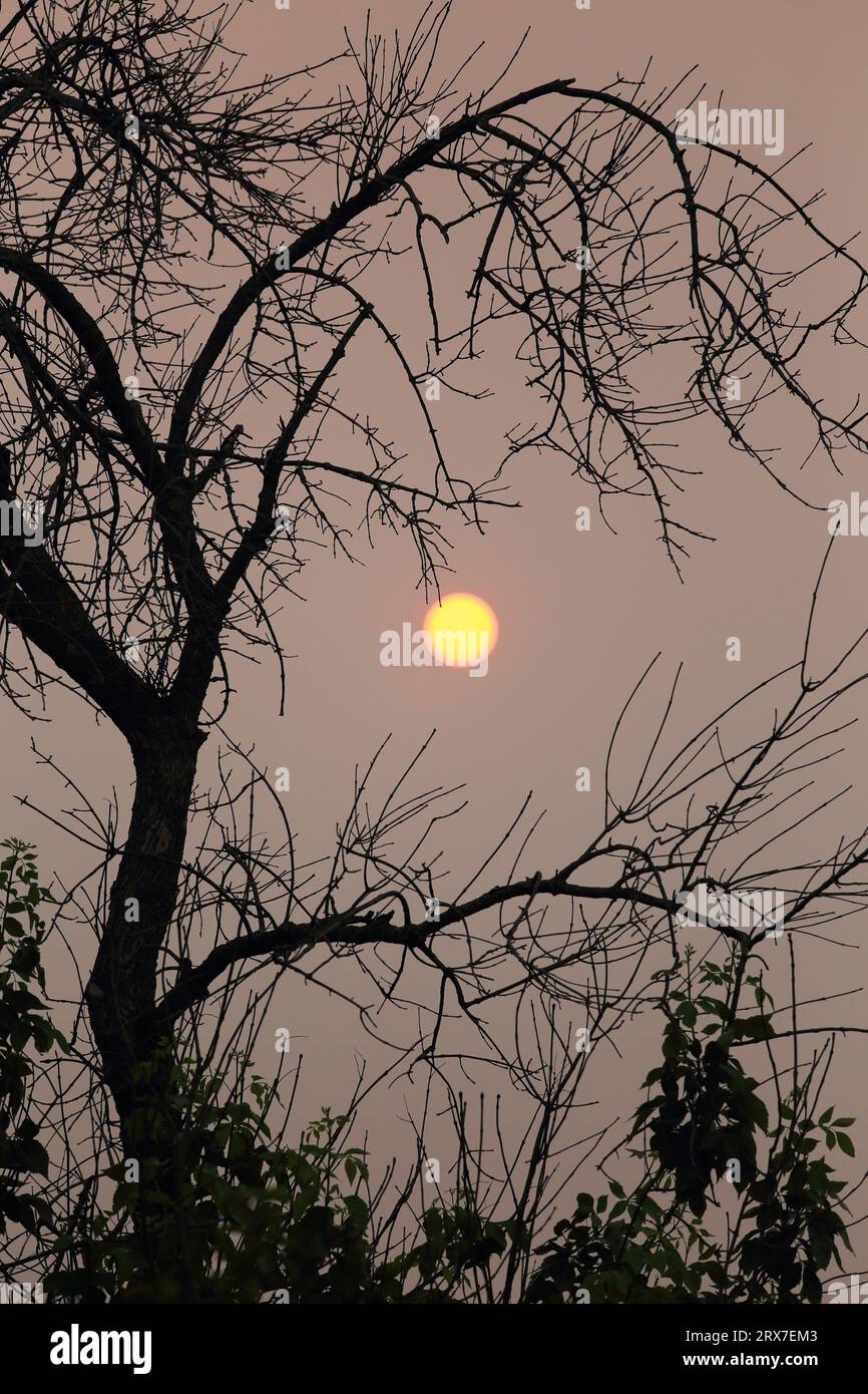 Smoke covered sun during wildfires over Nova Scotia Stock Photo - Alamy