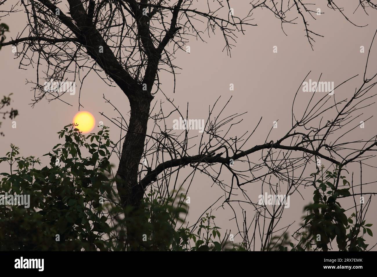 Smoke covered sun during wildfires over Nova Scotia Stock Photo - Alamy