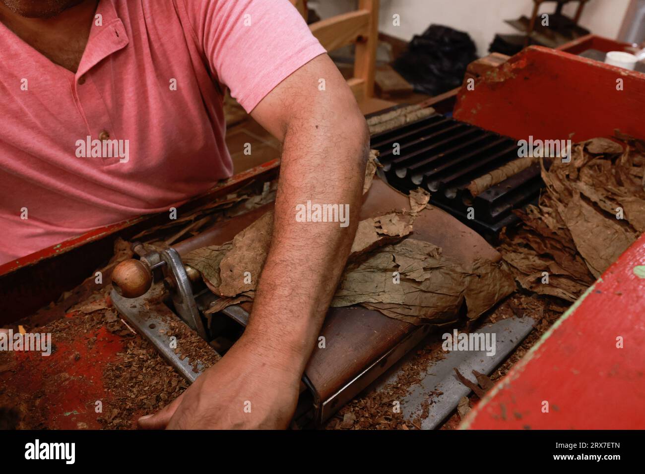 Process of making traditional cigars from tobacco leaves with hands ...