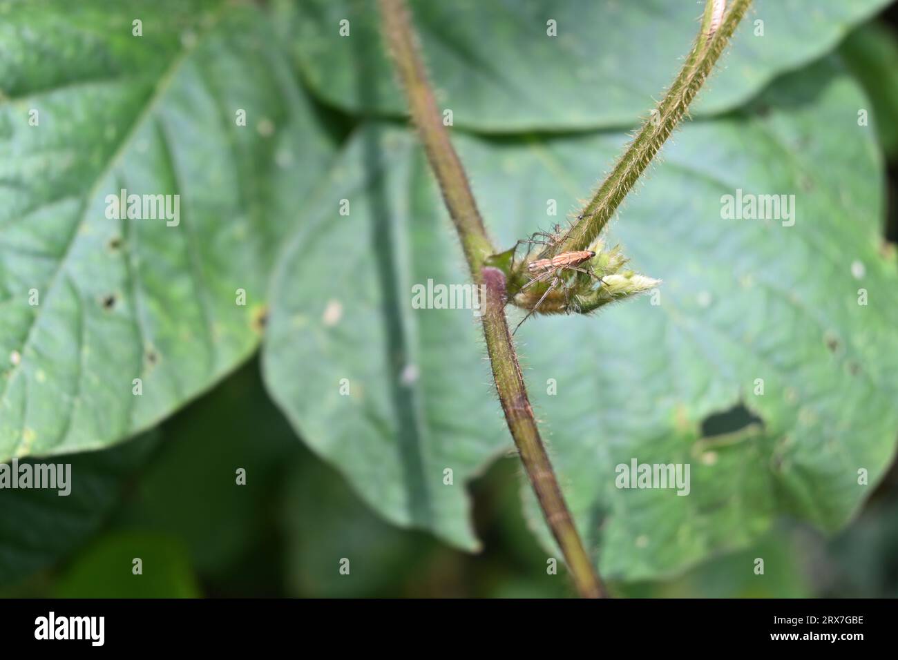 An orange color spiky lynx spider belongs to Oxyopes genus is sitting ...