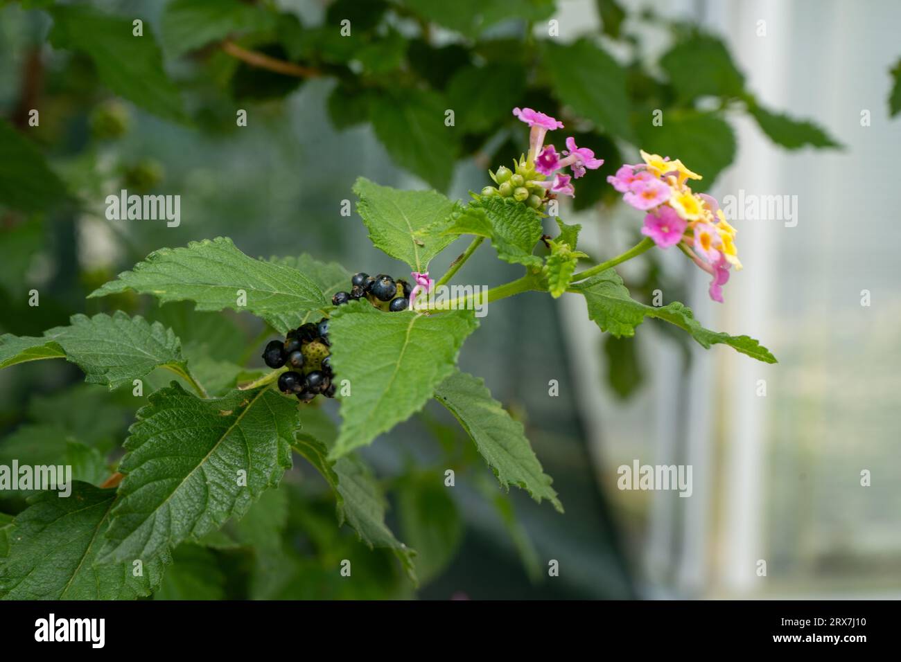 Lantana camara Irene plant on the flowerbed. Flowers in garden. lantana ...