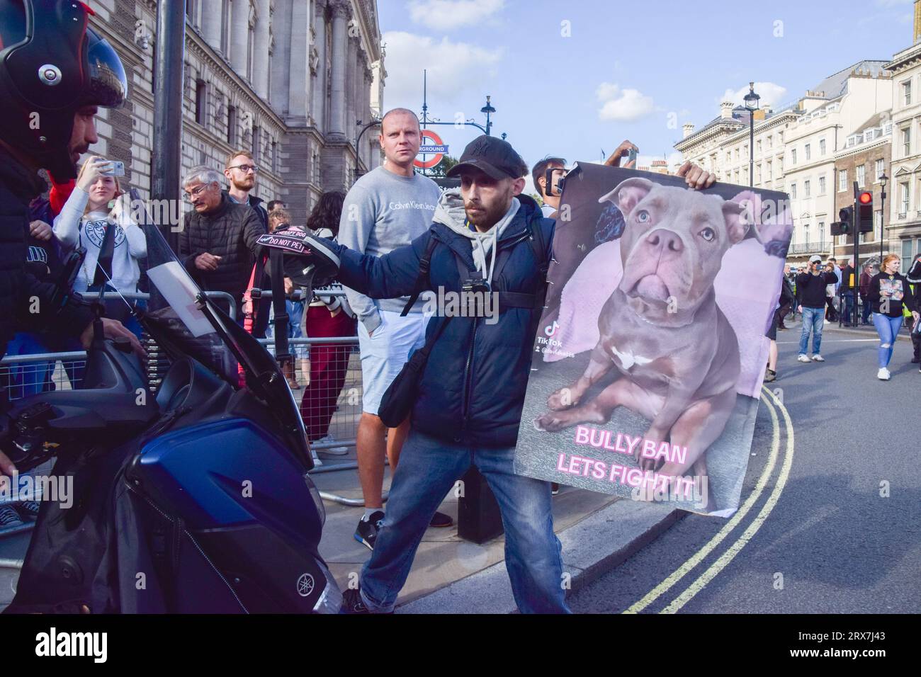 Xl bully owners hi-res stock photography and images - Alamy
