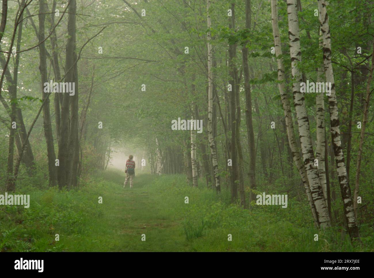 Rail-trail corridor, Bashakill Wildlife Management Area, New York Stock ...