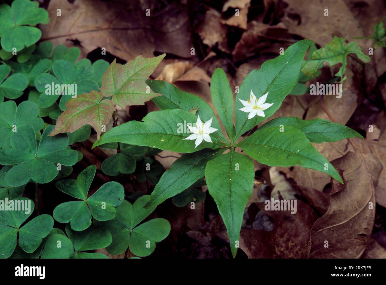 Starflower, Catskill State Park, New York Stock Photo - Alamy