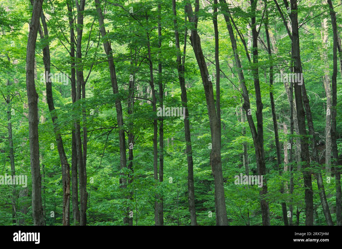Forest at Devils Tombstone, Catskill State Park, New York Stock Photo ...