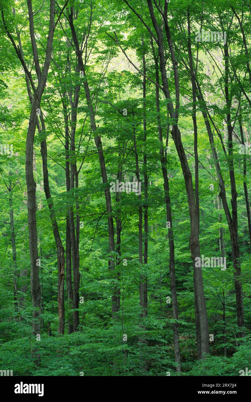Hardwood forest, Hunter Mountain Wild Forest, Catskill Park, New York ...