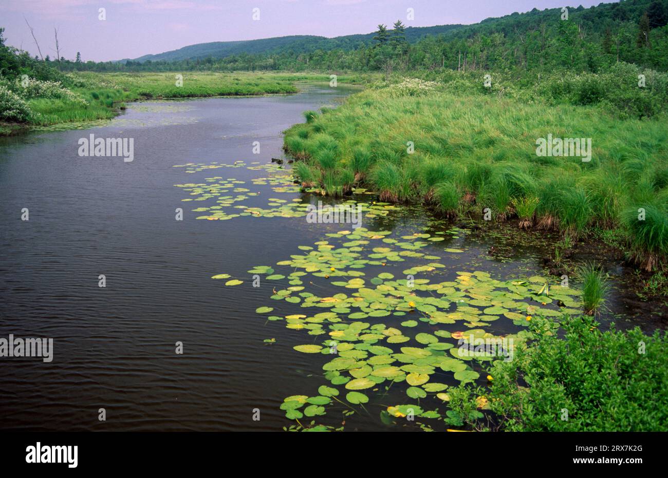 Brookfield swamp hi-res stock photography and images - Alamy