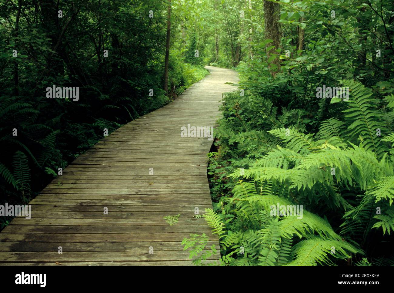 Boardwalk Trail, Beaver Lake Nature Center, New York Stock Photo - Alamy