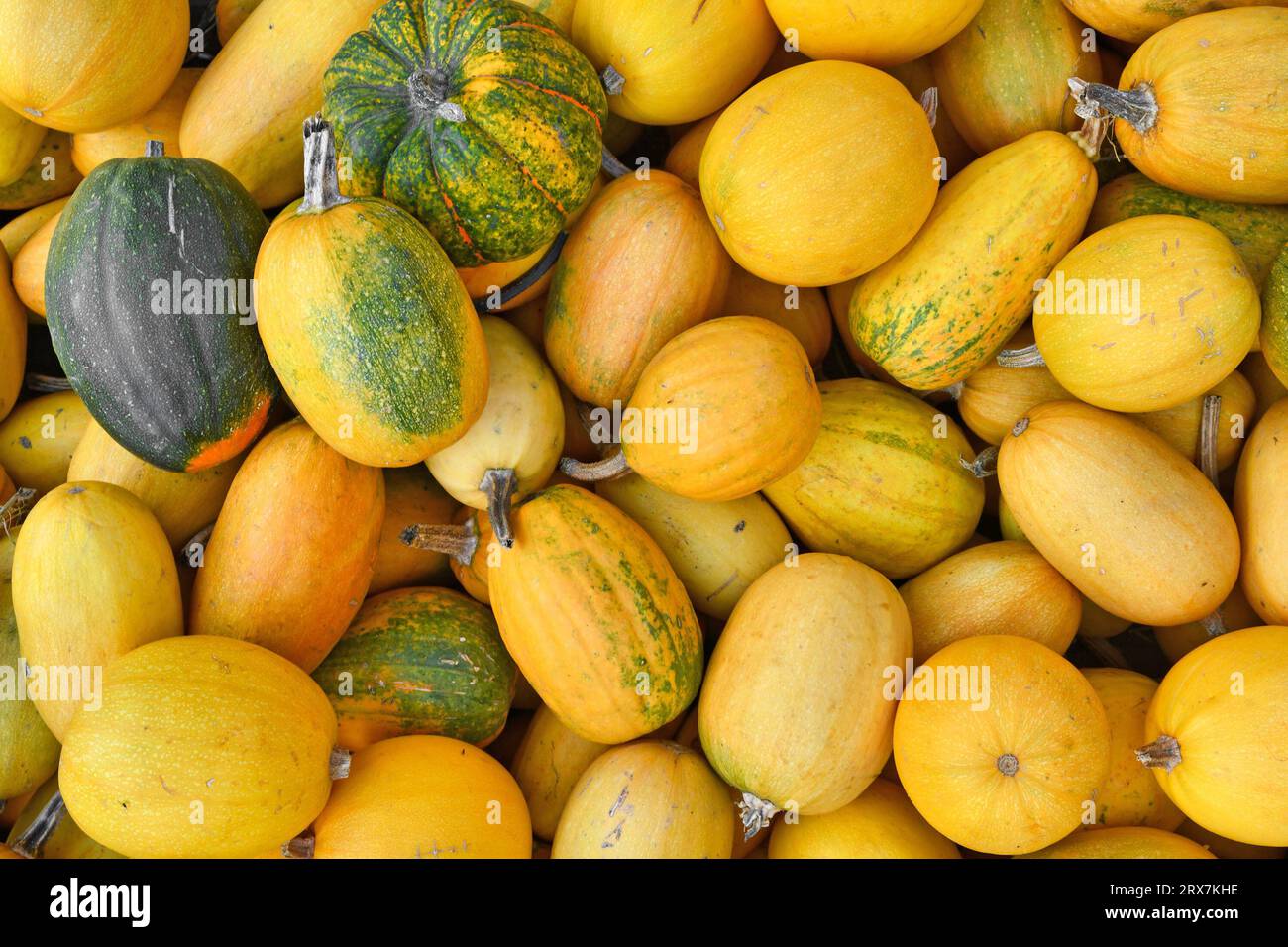 Pile with Spaghetti squash with yellow skin Stock Photo - Alamy