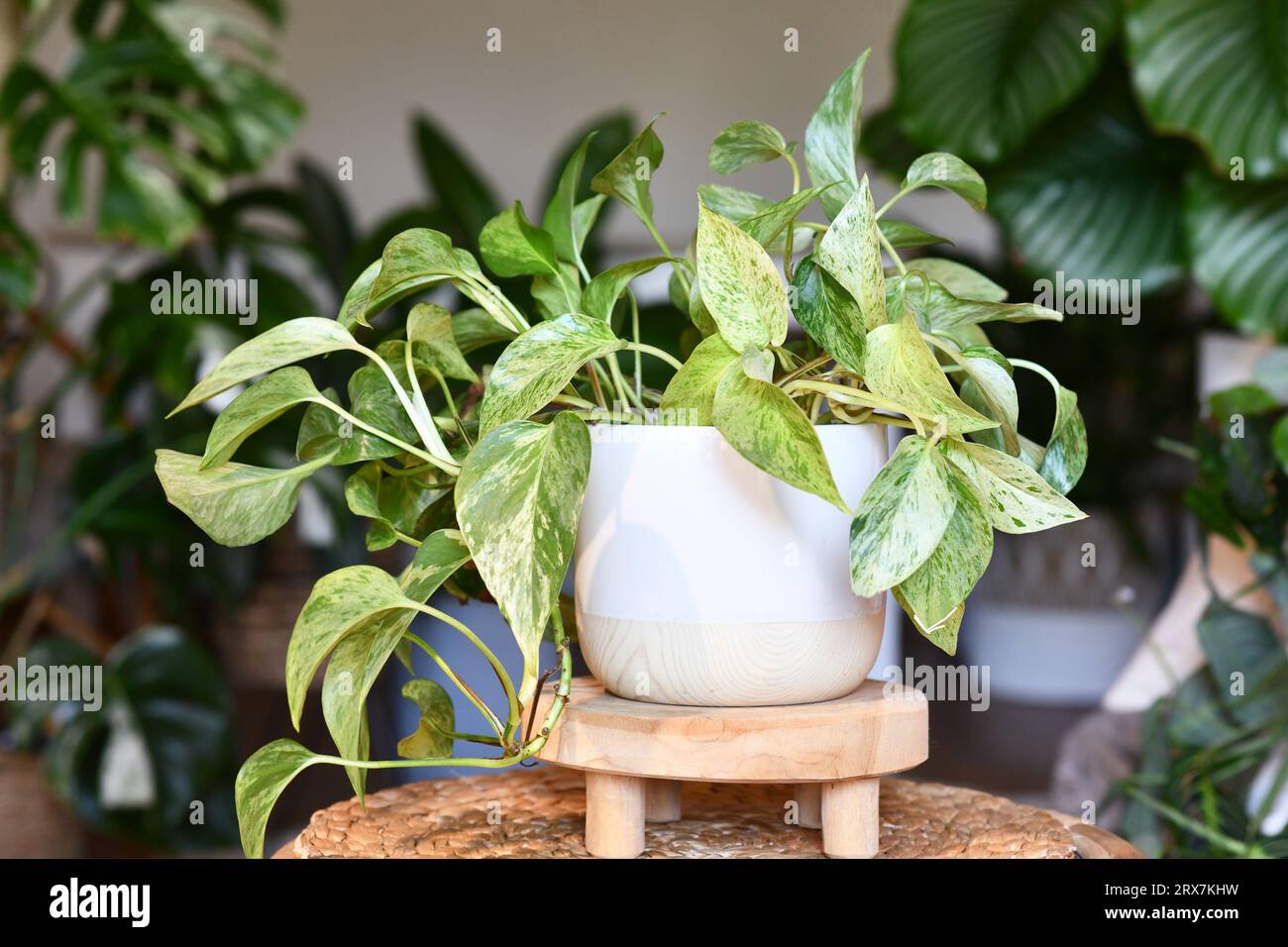 Tropical 'Epipremnum Aureum Marble Queen' pothos houseplant with white ...