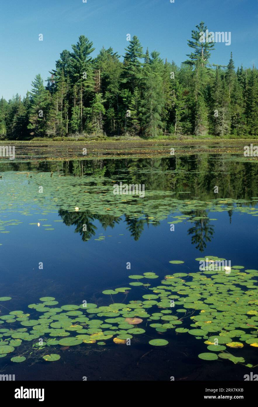 Middle Pond, St Regis Canoe Area, Adirondack Forest Preserve, New York ...