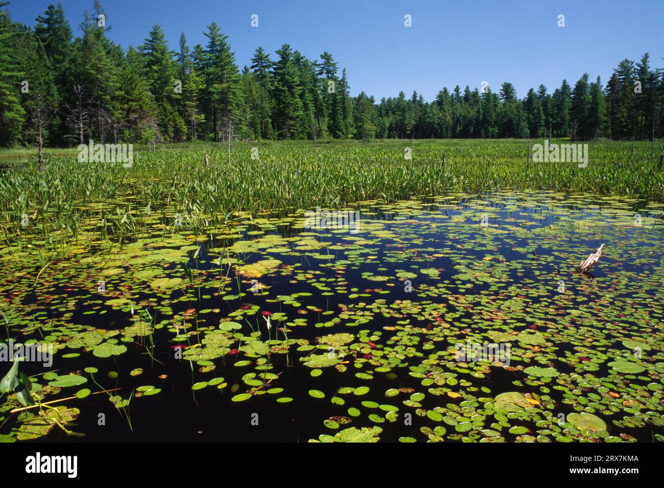 Heron Marsh, Paul Smiths Visitor Interpretive Center, Adirondack Park, New York Stock Photo - Alamy