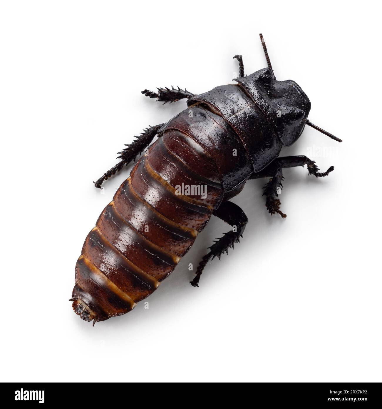 Top view of hissing cockroach aka Gromphadorhina portentosa. Isolated ...
