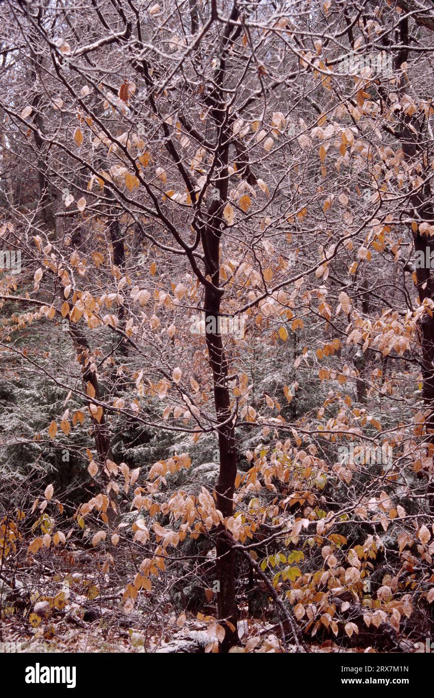 Snow on Beech, Archer and Anna Huntington Forest, Adirondack Park, New ...