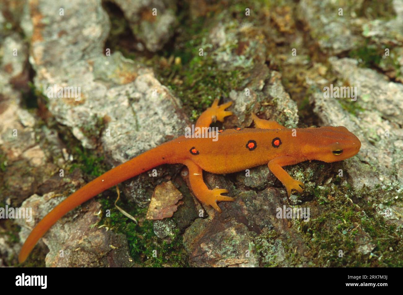 Red eft salamander and united states hi-res stock photography and ...
