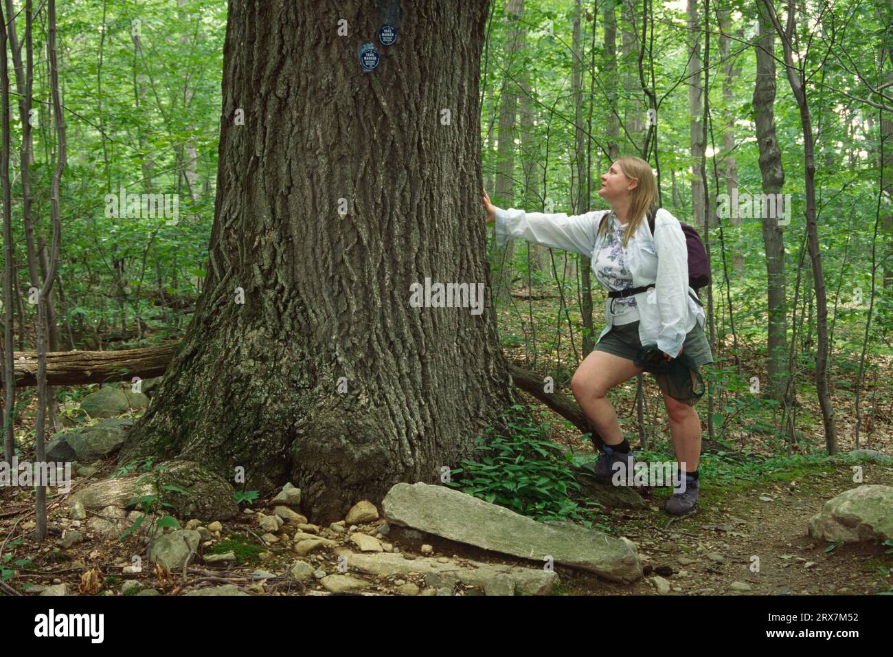 Ancient oak along Three Lakes Trail, Clarence Fahnestock Memorial State ...