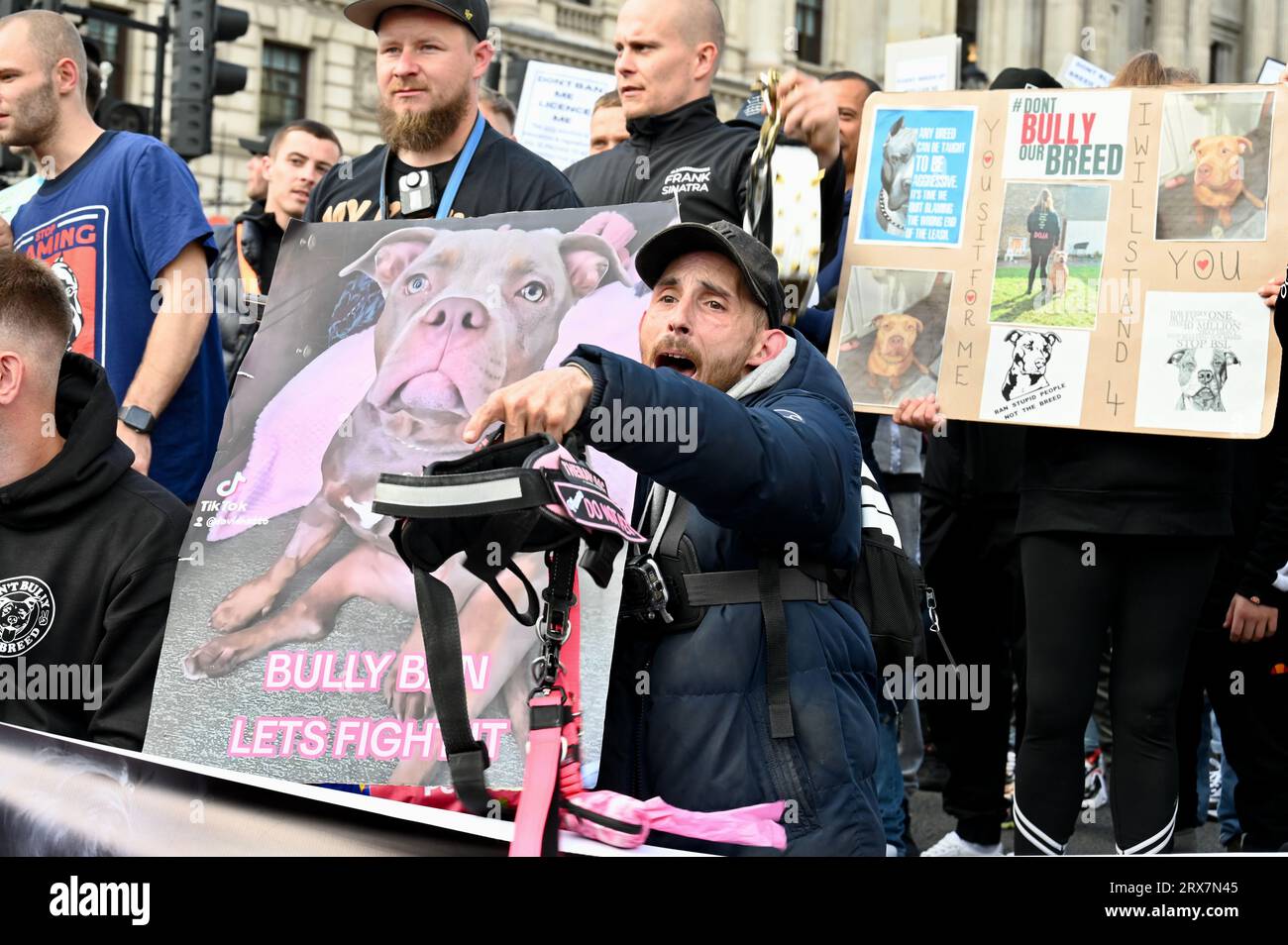 American bully xl dangerous hi-res stock photography and images - Alamy