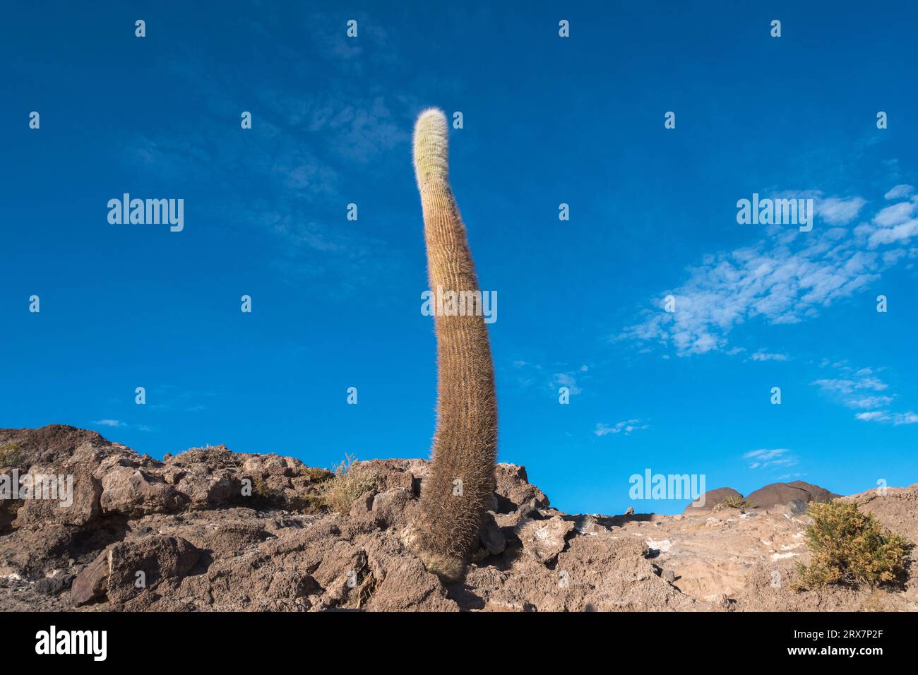 Giant cactuses in the Uyuni salt pan Stock Photo - Alamy
