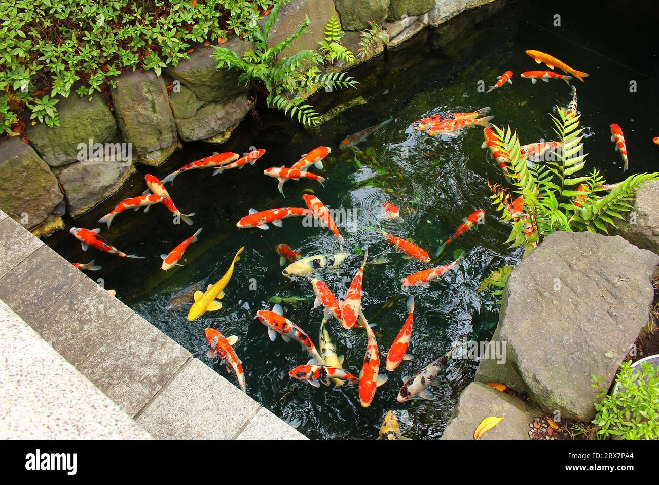Fish swimming in Senso-ji temple, Asakusa, Tokyo, Japan Stock Photo - Alamy