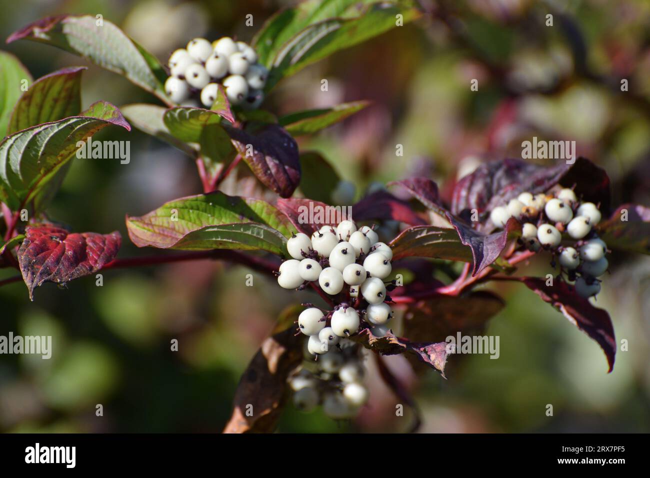 Swida hi-res stock photography and images - Alamy