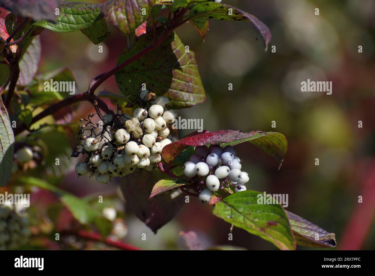 Berry bush in autumn hi-res stock photography and images - Alamy