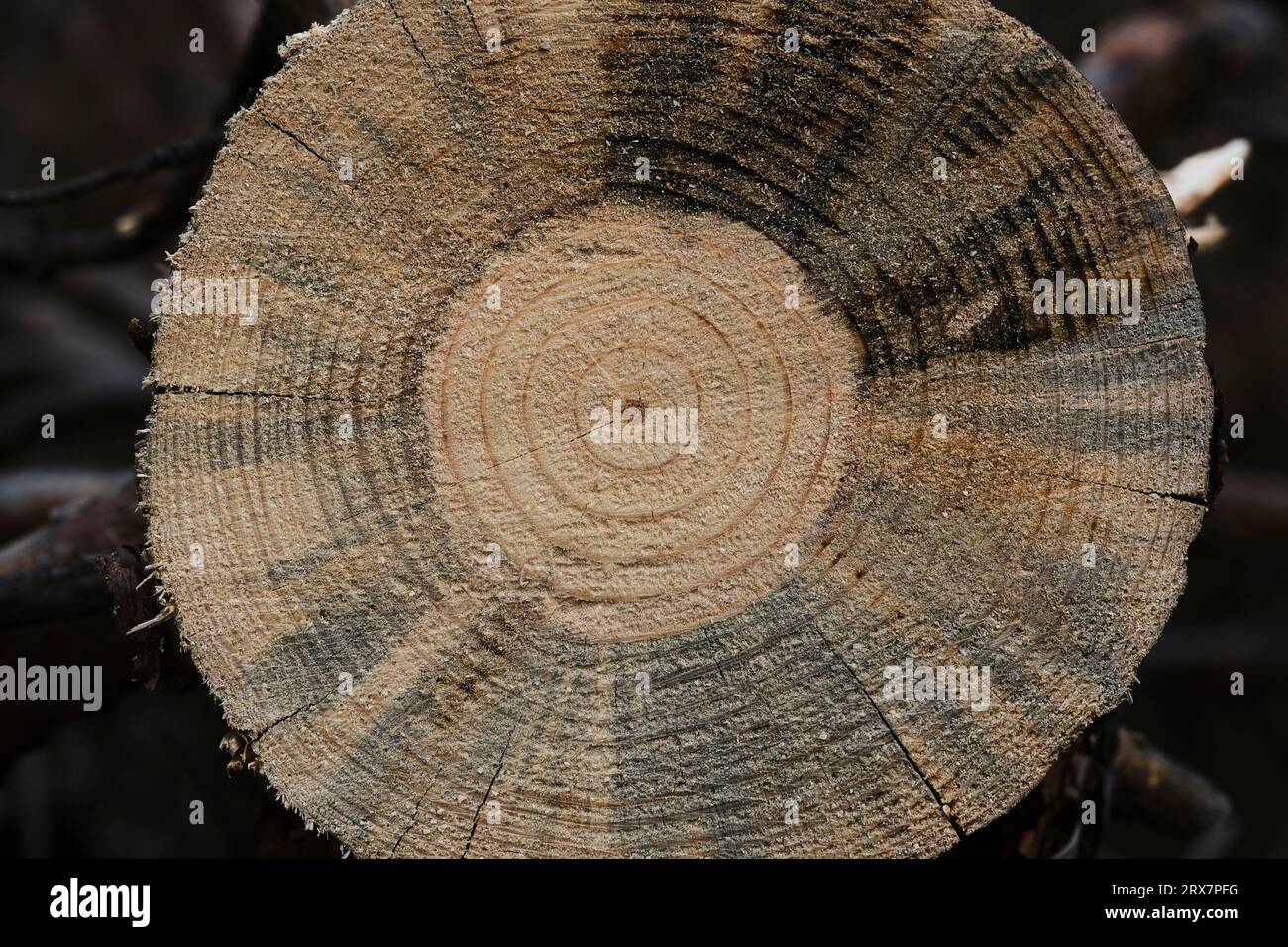 Tree annual rings on sawn pine tree. Wooden texture on macro photo ...