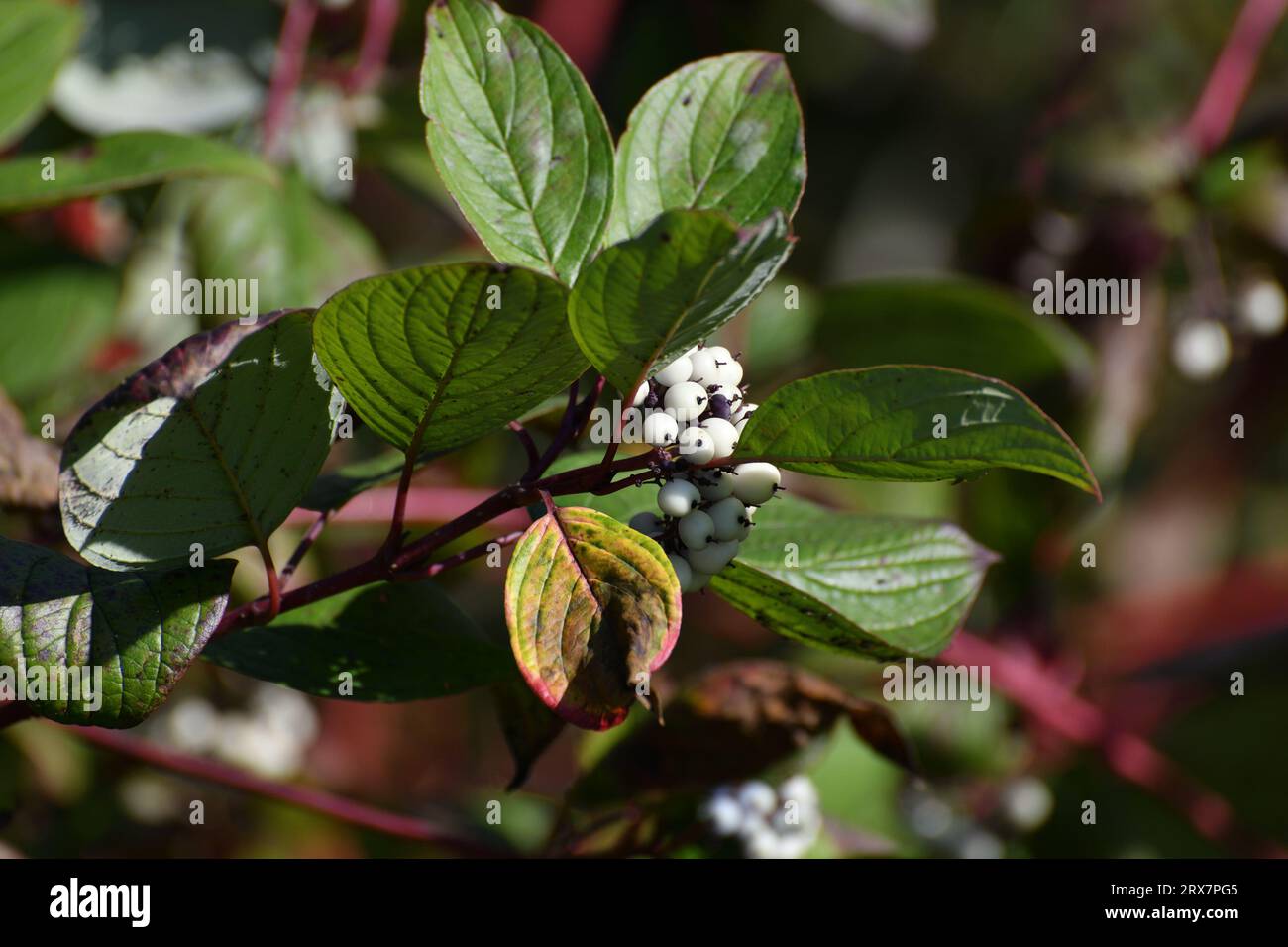 Swida alba - the wild berry bush in autumn Stock Photo - Alamy
