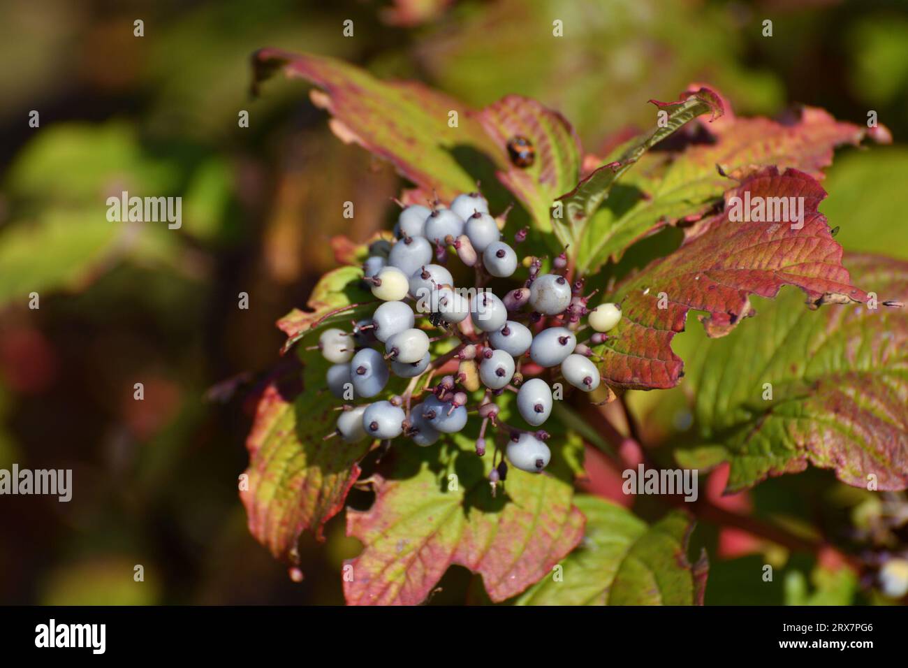 Swida hi-res stock photography and images - Alamy