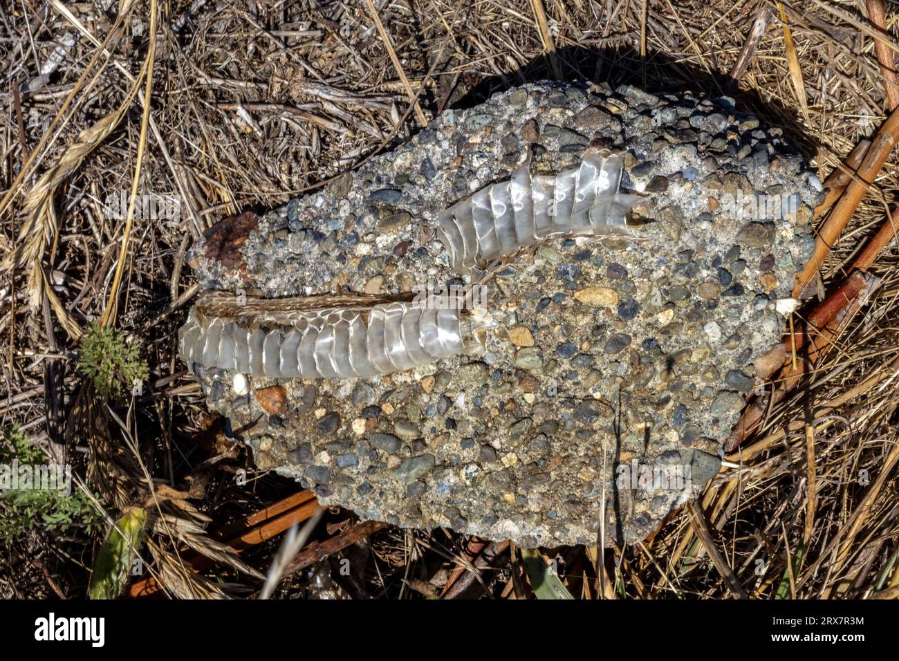 Snake sloughing hi-res stock photography and images - Alamy