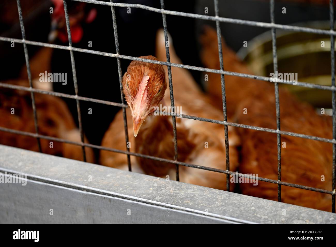 Chicken in wire cage with head out between mesh at market, sold for egg ...