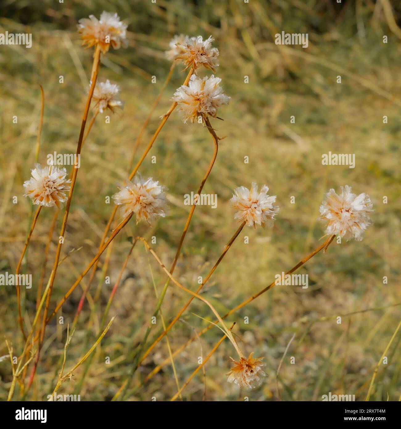 Wallpaper golden lines hi-res stock photography and images - Alamy