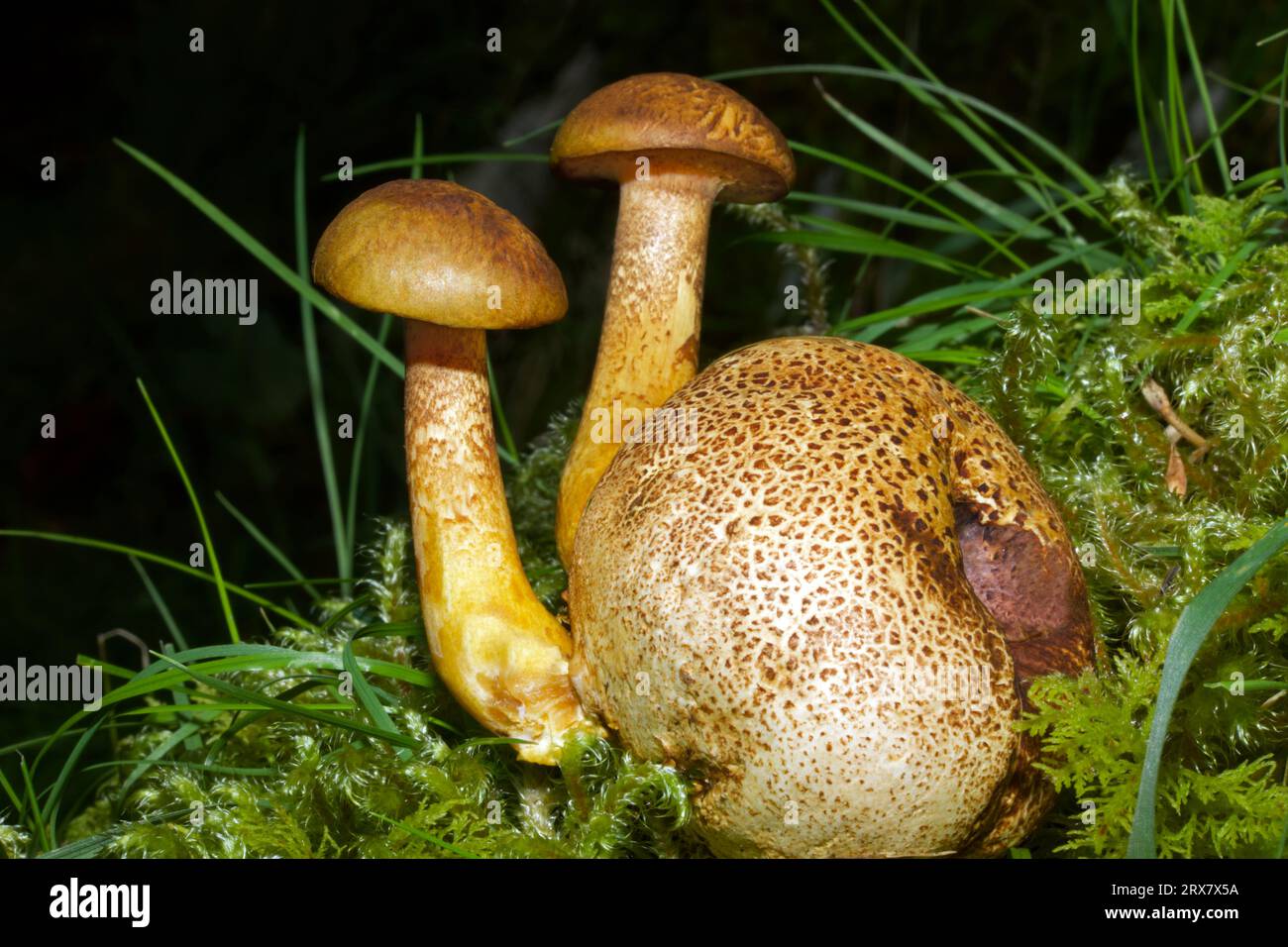 Pseudoboletus parasiticus is a parasitic fungus that grows on the Earth ...