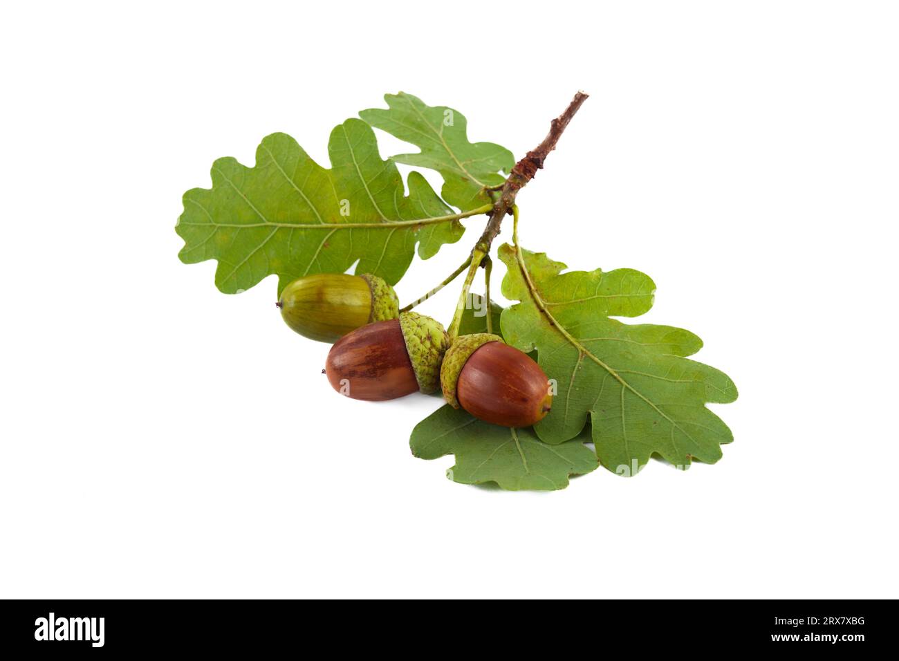 Acorns with oak leaf isolated on white background Stock Photo - Alamy
