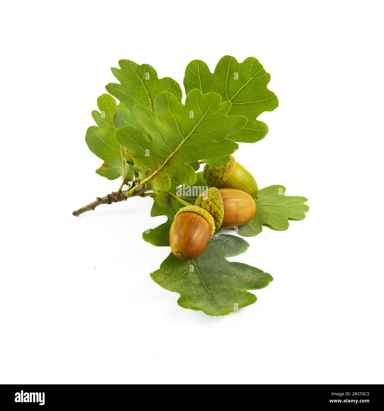 Acorns with oak leaf isolated on white background Stock Photo - Alamy