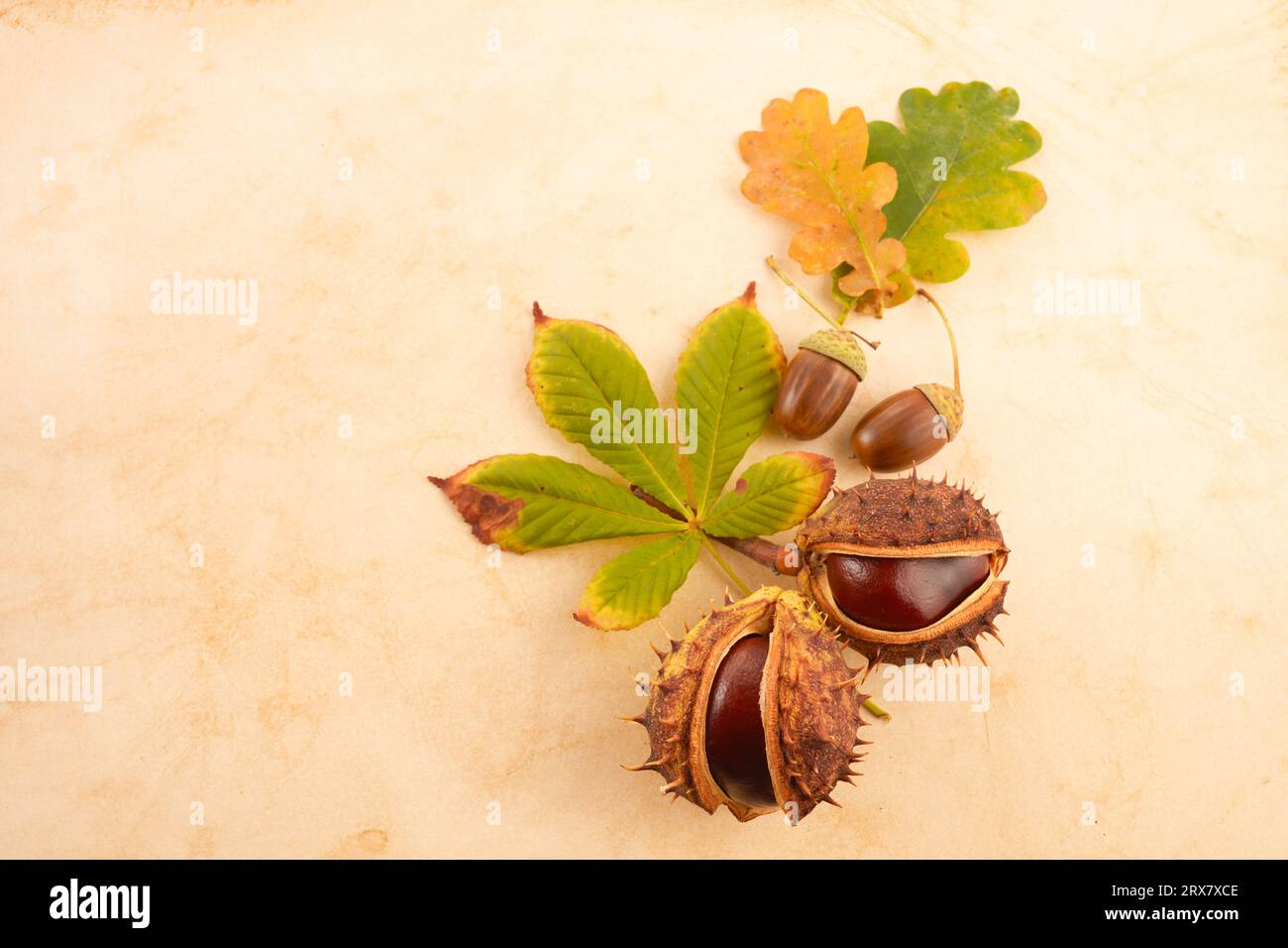 Chestnuts and acorns with leaves on vintage background Stock Photo - Alamy