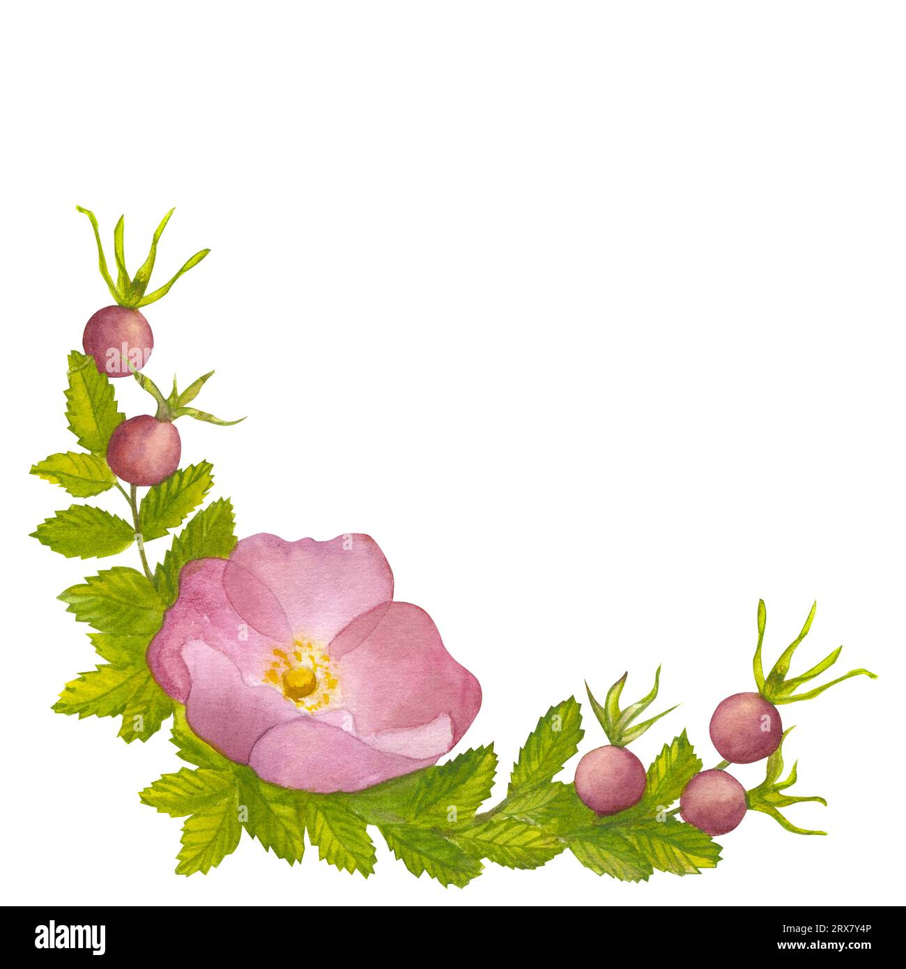 Branch Wild Rose with leaves, pink flower and red ripe berries. Hand ...
