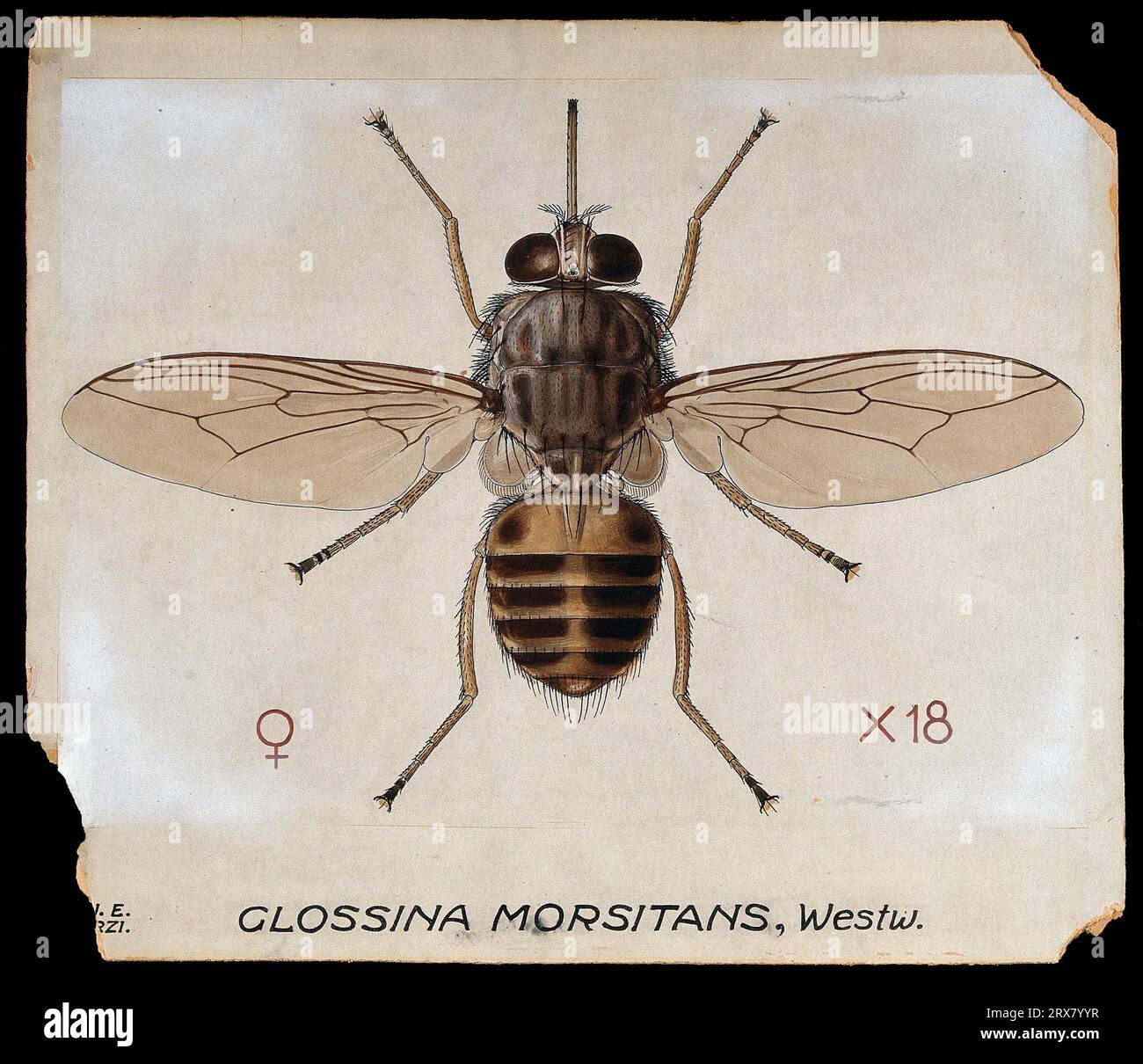 A Tsetse Fly (Glossina morbitans), coloured drawing by A.J.E. Terzi ...
