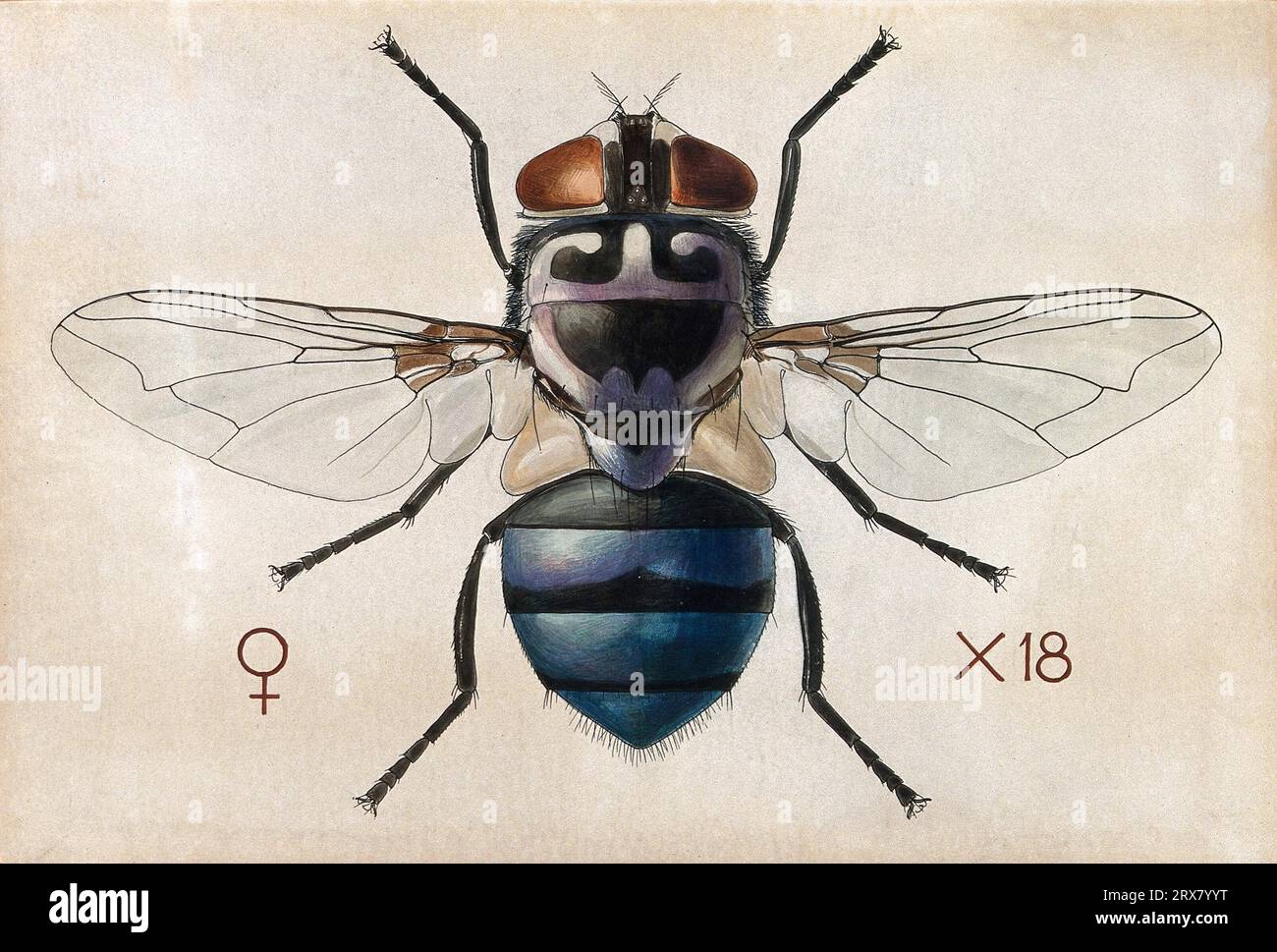A Blow Fly (Chrysomya chloropyga), coloured drawing by A.J.E. Terzi ...
