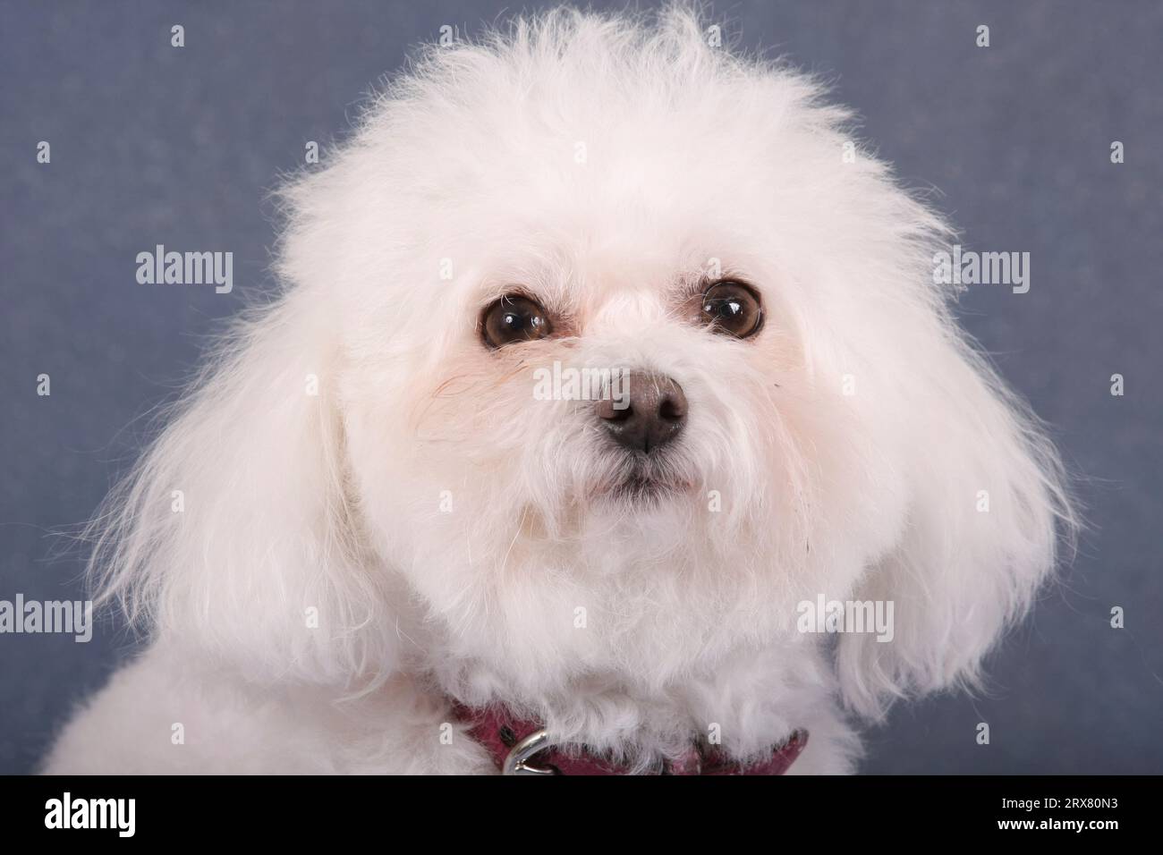 Bichon Frise close up head shot Stock Photo - Alamy