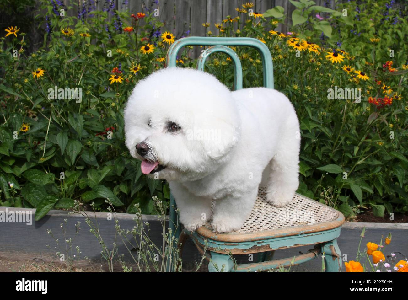 Puff chair hi-res stock photography and images - Alamy